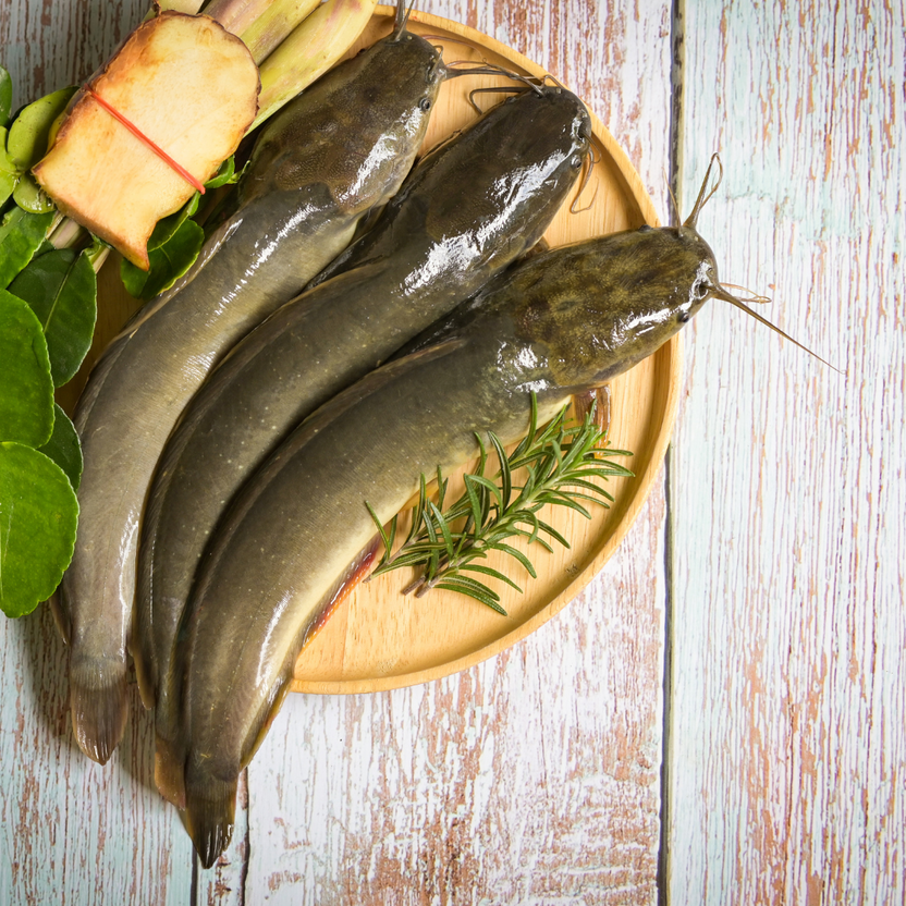 Wholesale Supply – Fish n' Chix