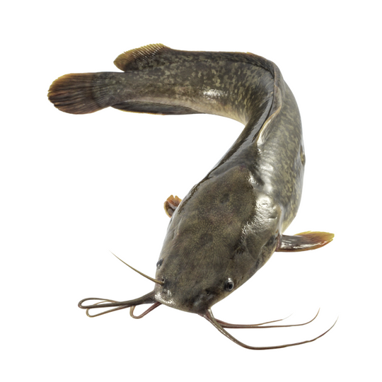 Hito – Fish n' Chix