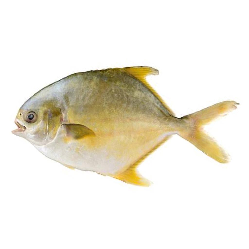 Golden Pompano (Whole) – Fish n' Chix