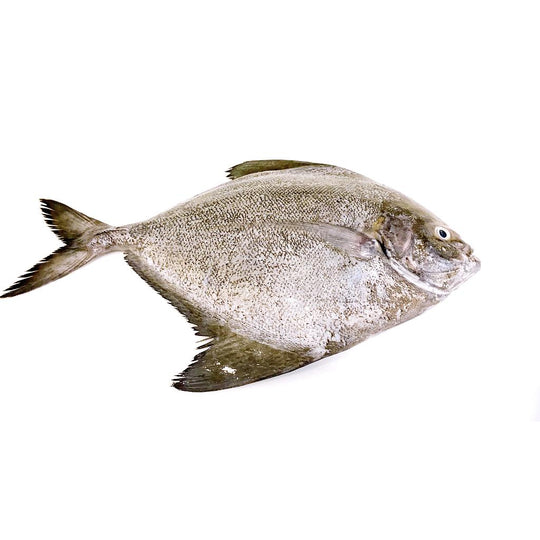 Fish – Fish n' Chix